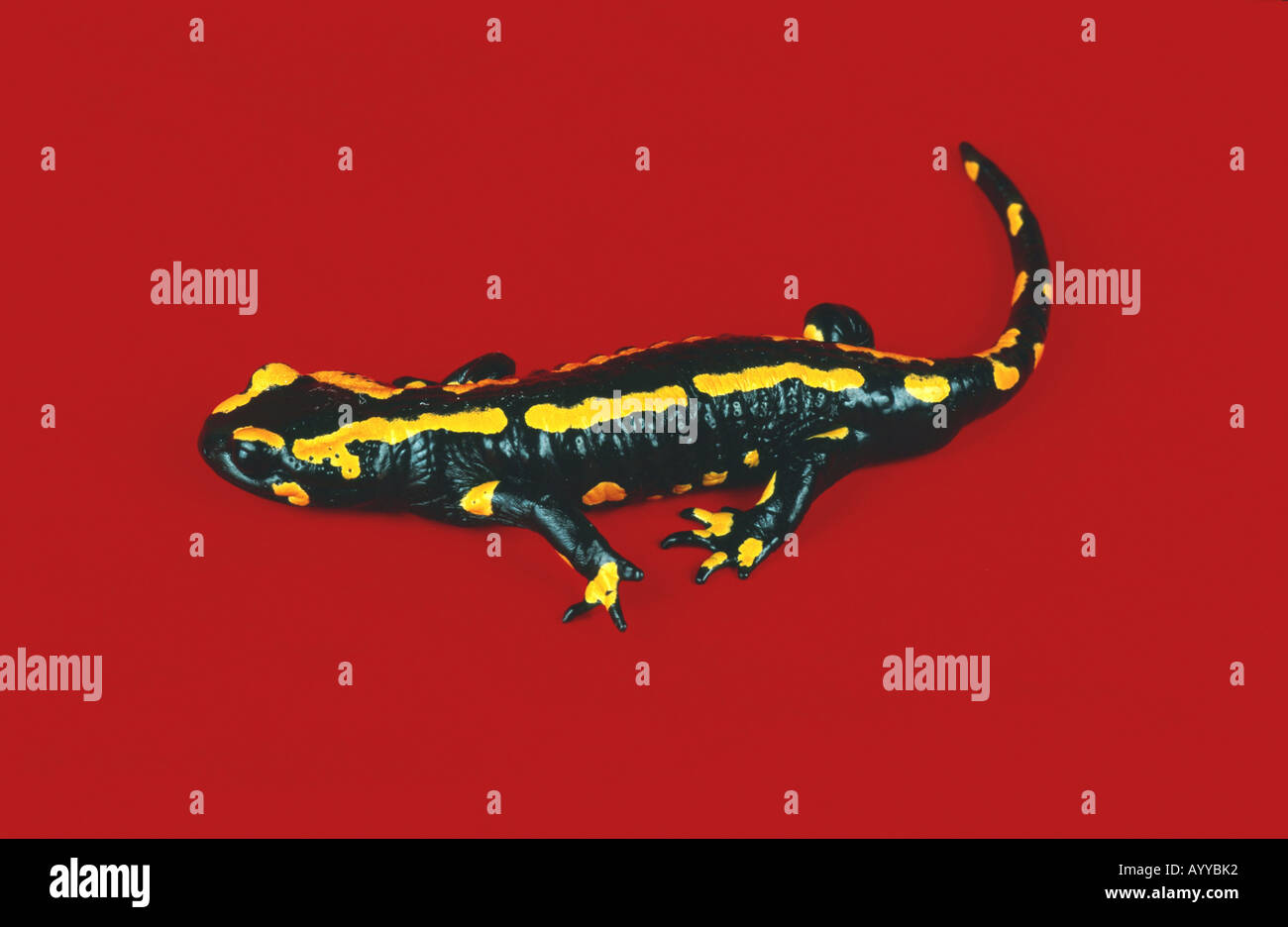 European fire salamander (Salamandra salamandra), on red background ...