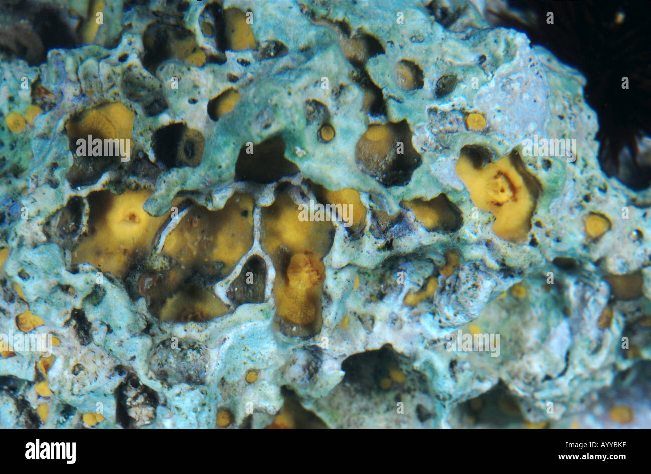 yellow boring sponge, sulfur sponge (Cliona celata Stock Photo - Alamy