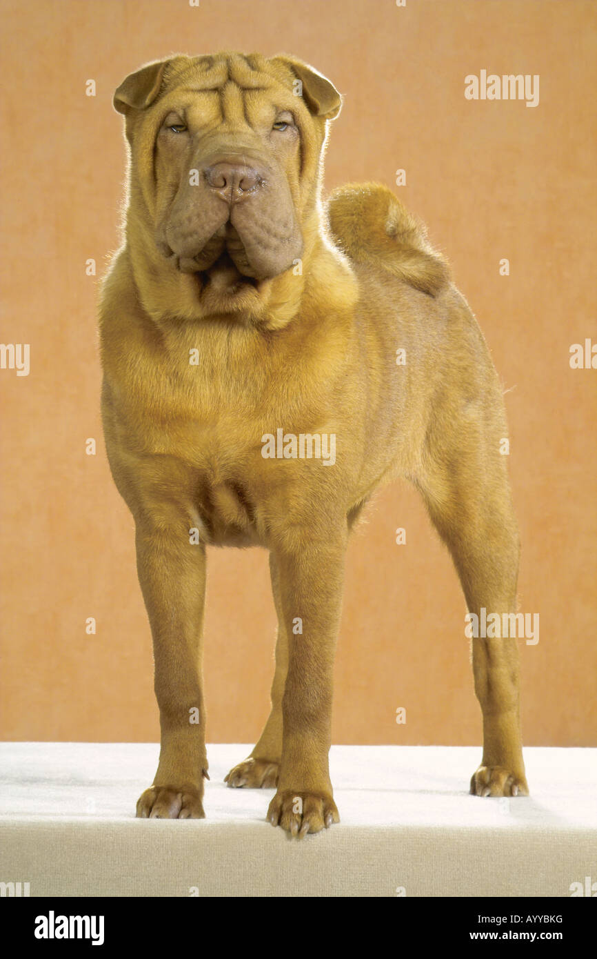 Shar Pei - standing Stock Photo - Alamy