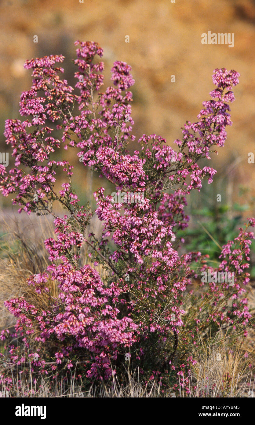 Erica multiflora hi-res stock photography and images - Alamy