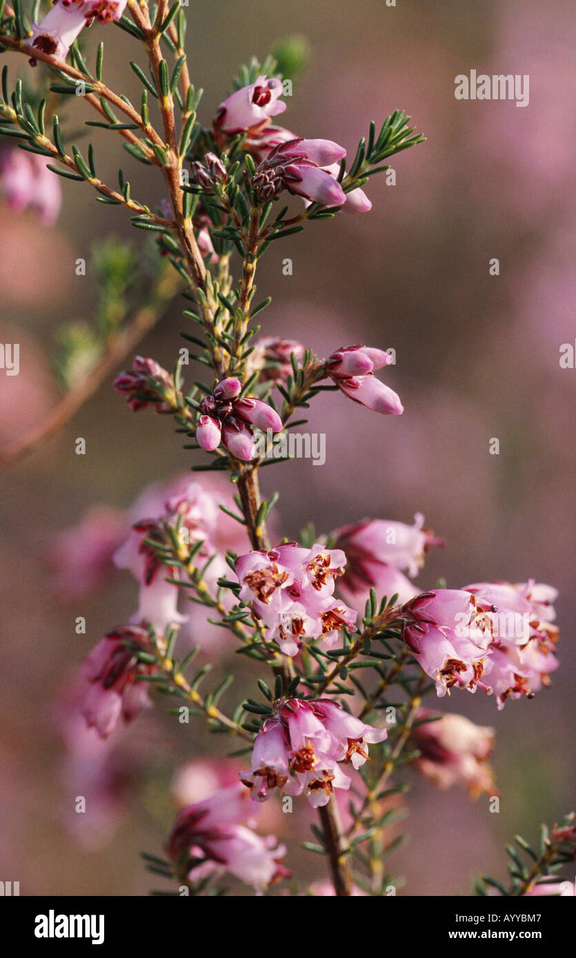 Erica Multiflora High Resolution Stock Photography and Images - Alamy