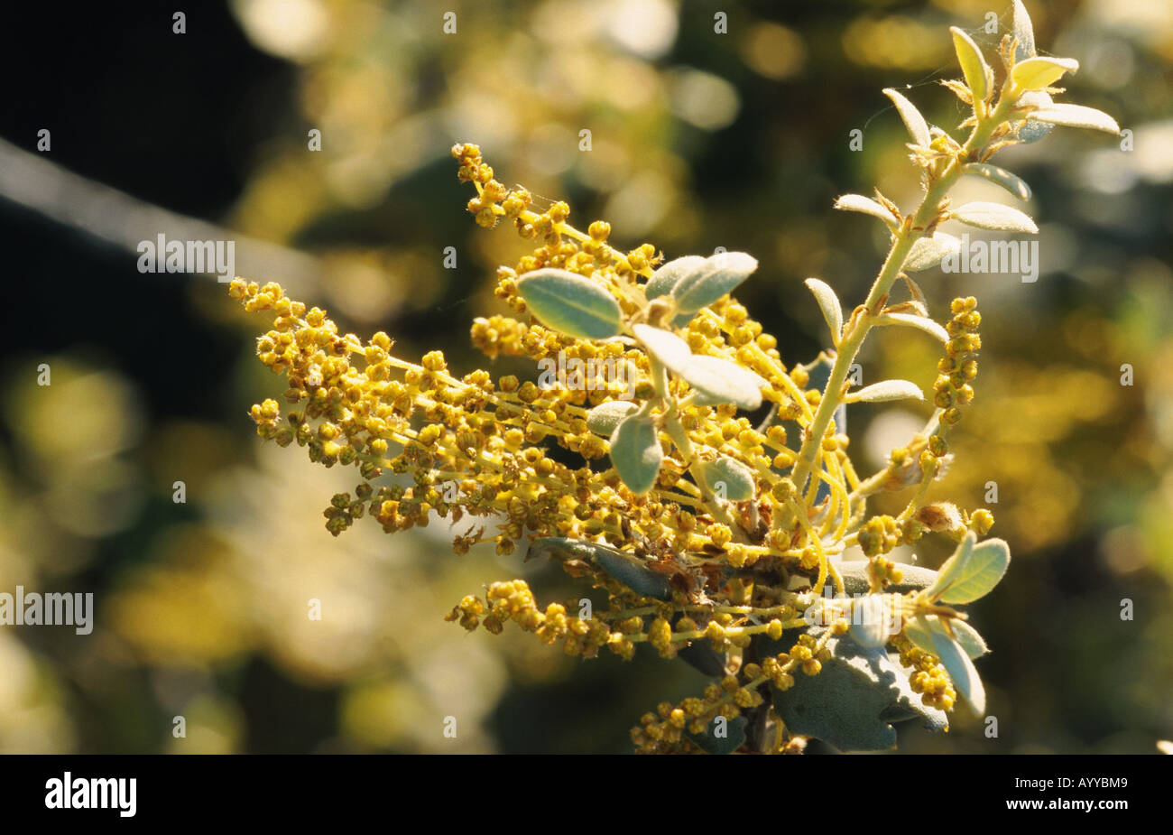Quercus ilex flower hi-res stock photography and images - Alamy