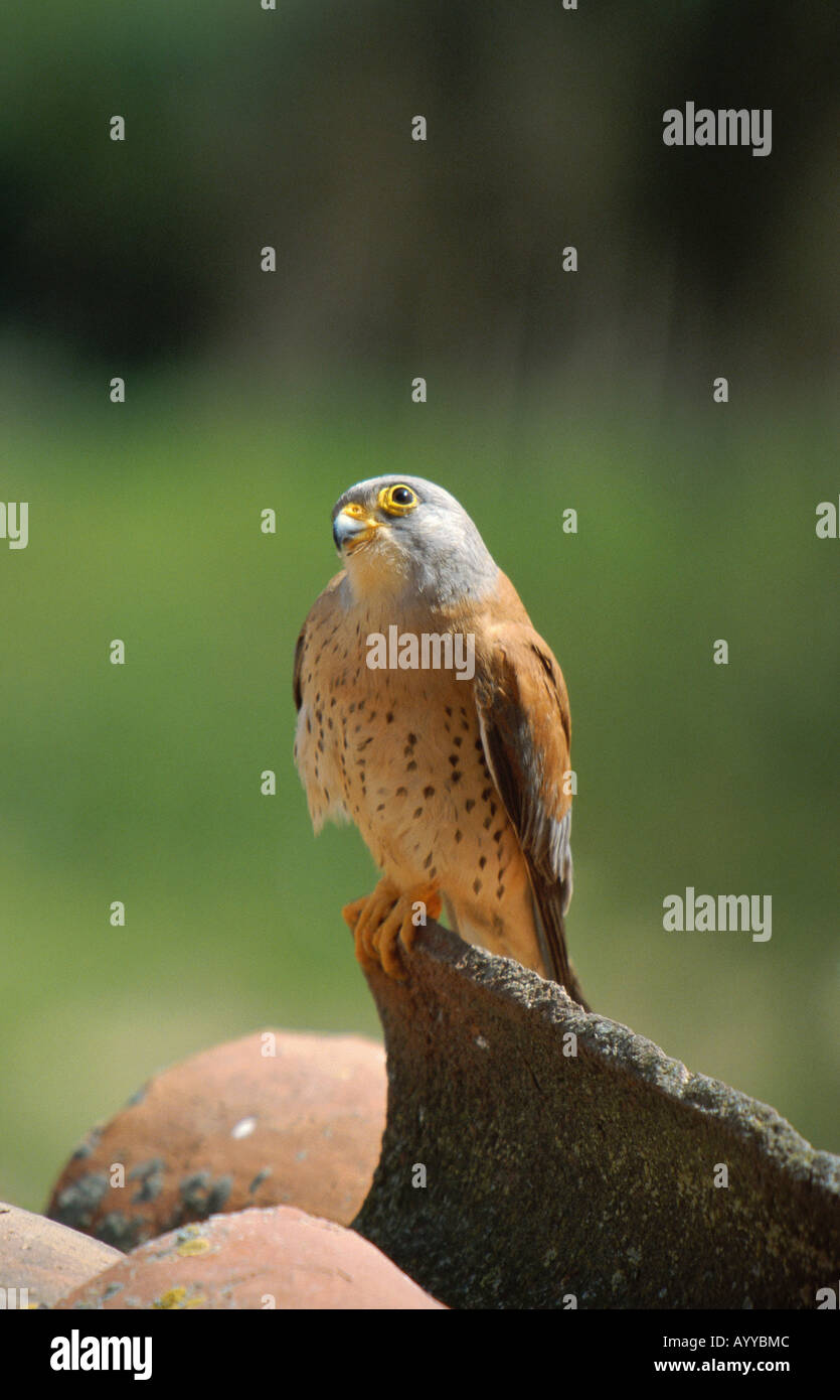 lesser kestrel (Falco naumanni), sitting on a roof, Spain, Extremadura ...
