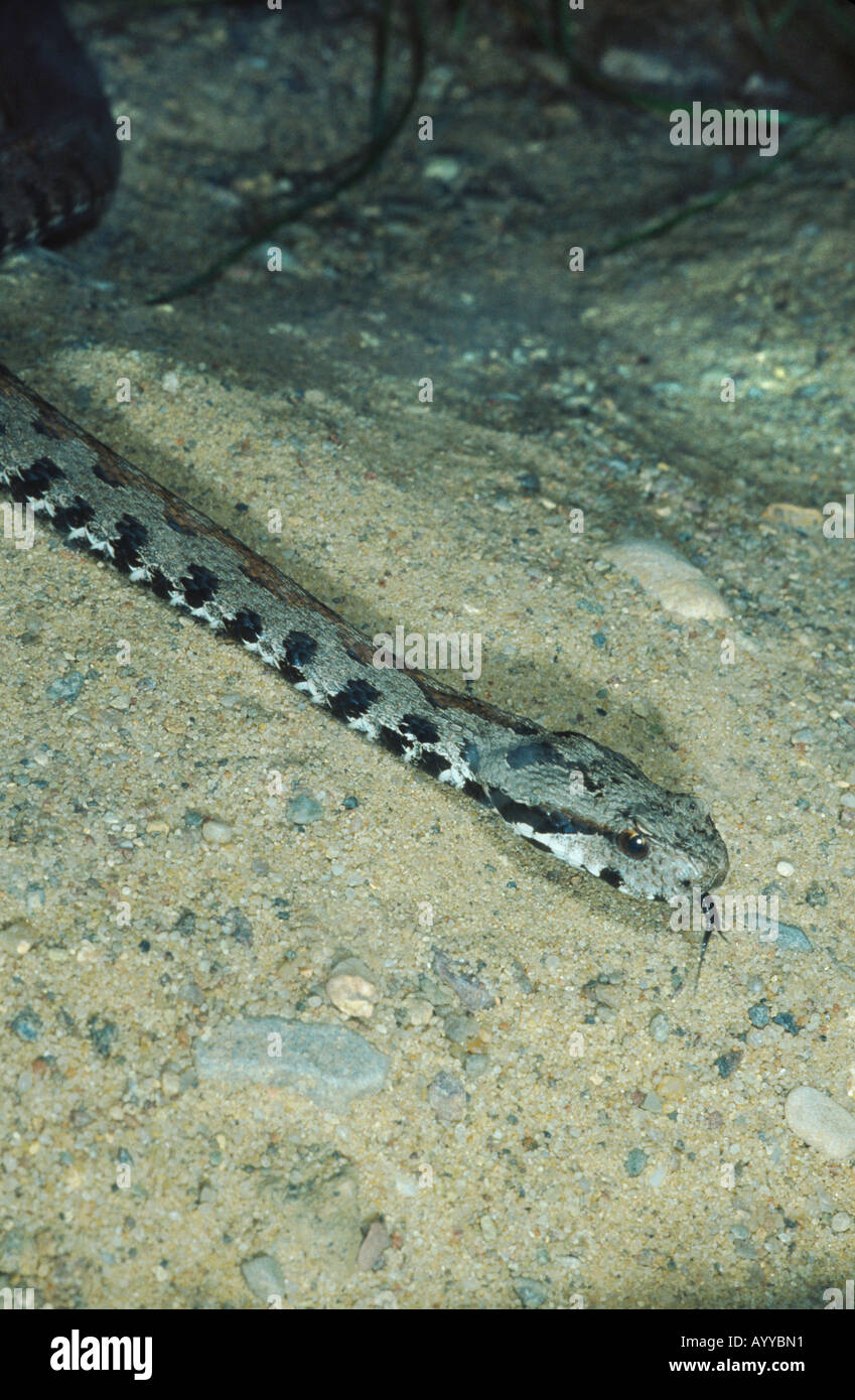 European coastal viper, Ottoman viper, Near East viper (Daboia xanthina ...