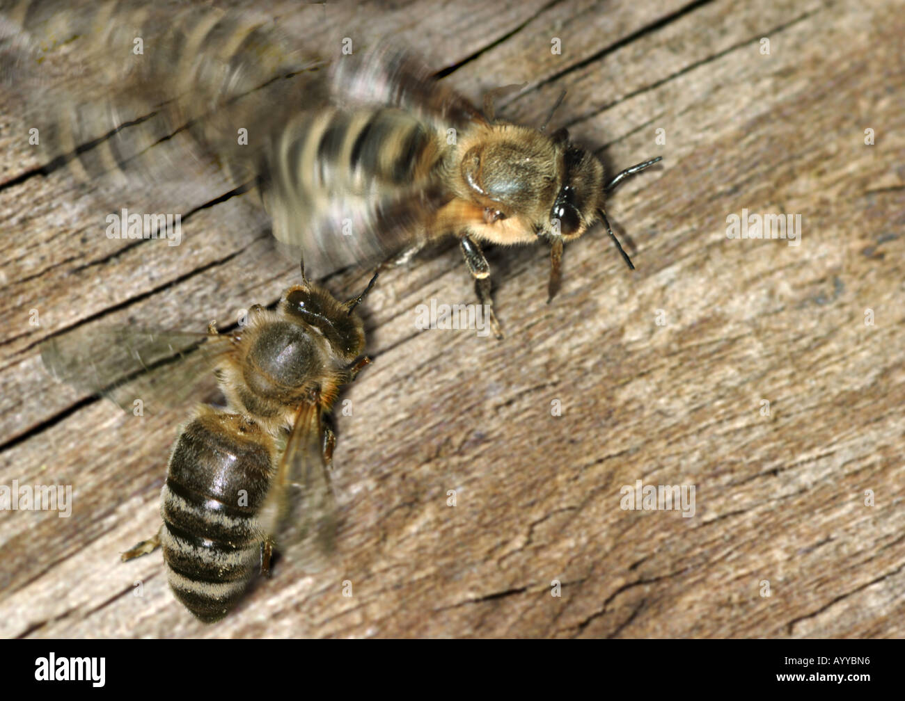 Dancing bee hi-res stock photography and images - Alamy