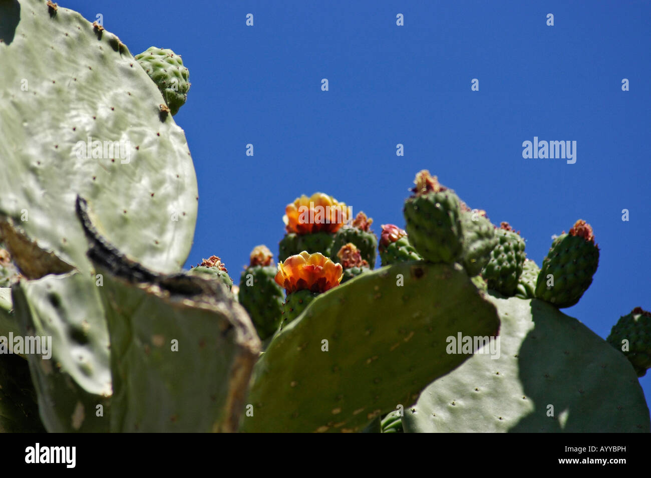 Tree like cactus hi-res stock photography and images - Alamy