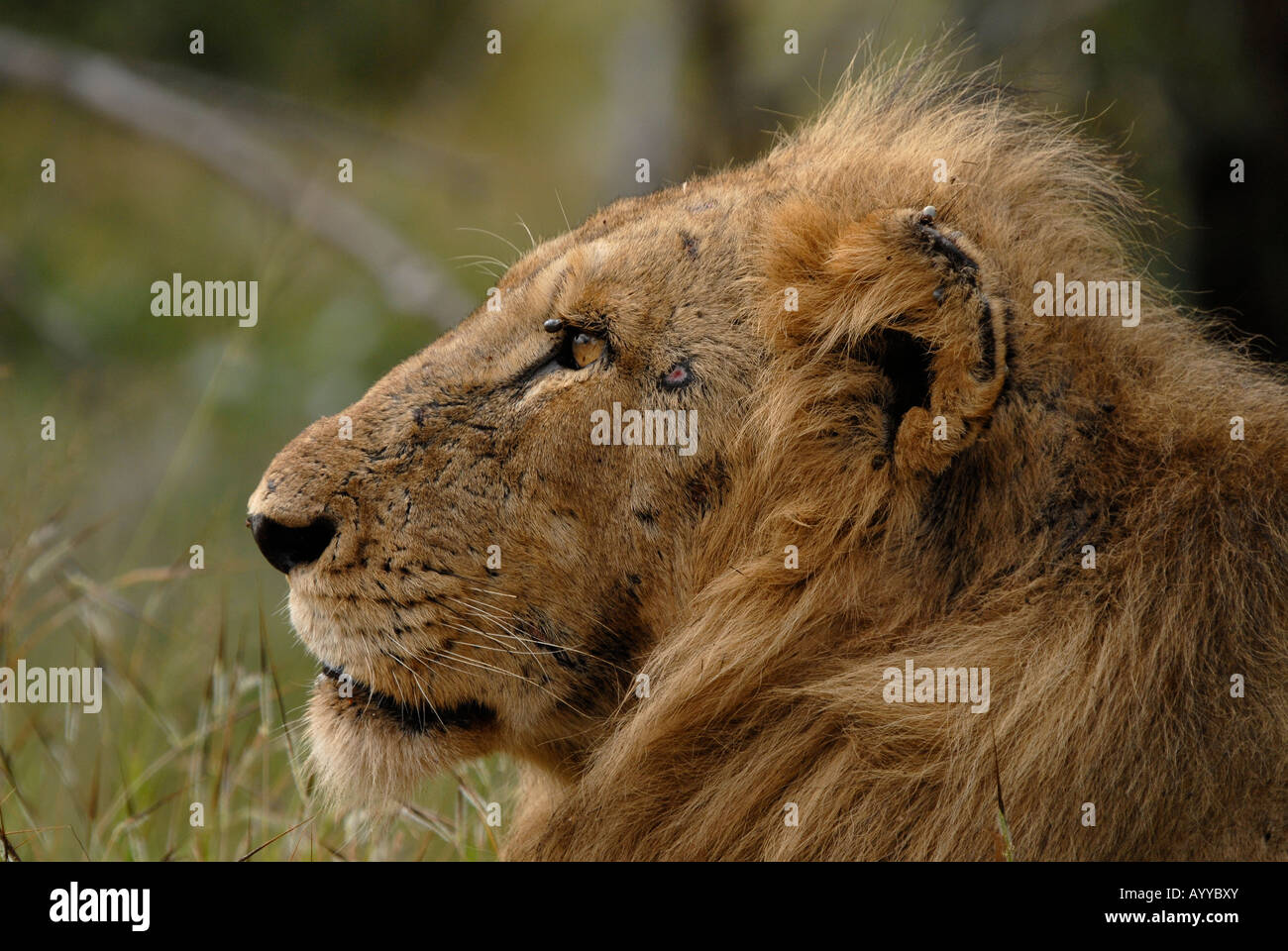 Strong lion hi-res stock photography and images - Alamy