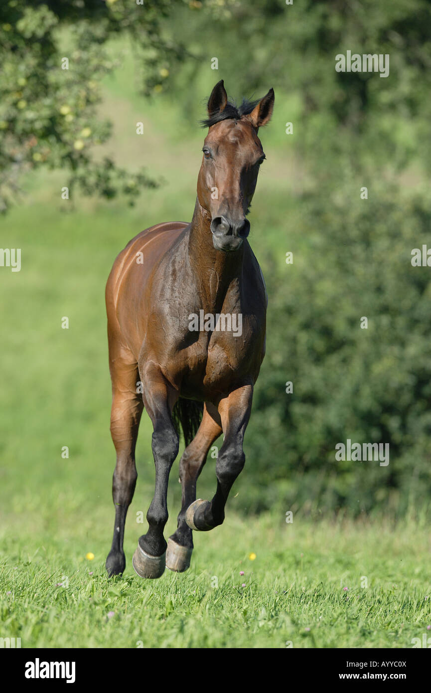 Hanoverian horse running meadow hi-res stock photography and images - Alamy