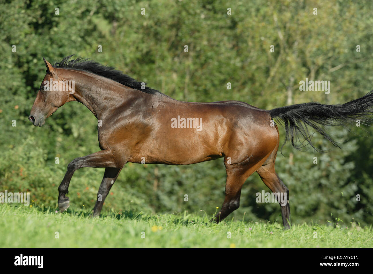 Hanoverian - walking on meadow Stock Photo - Alamy