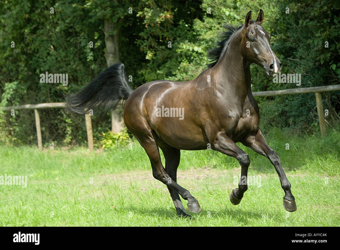 Hanoverian - galloping on meadow Stock Photo - Alamy