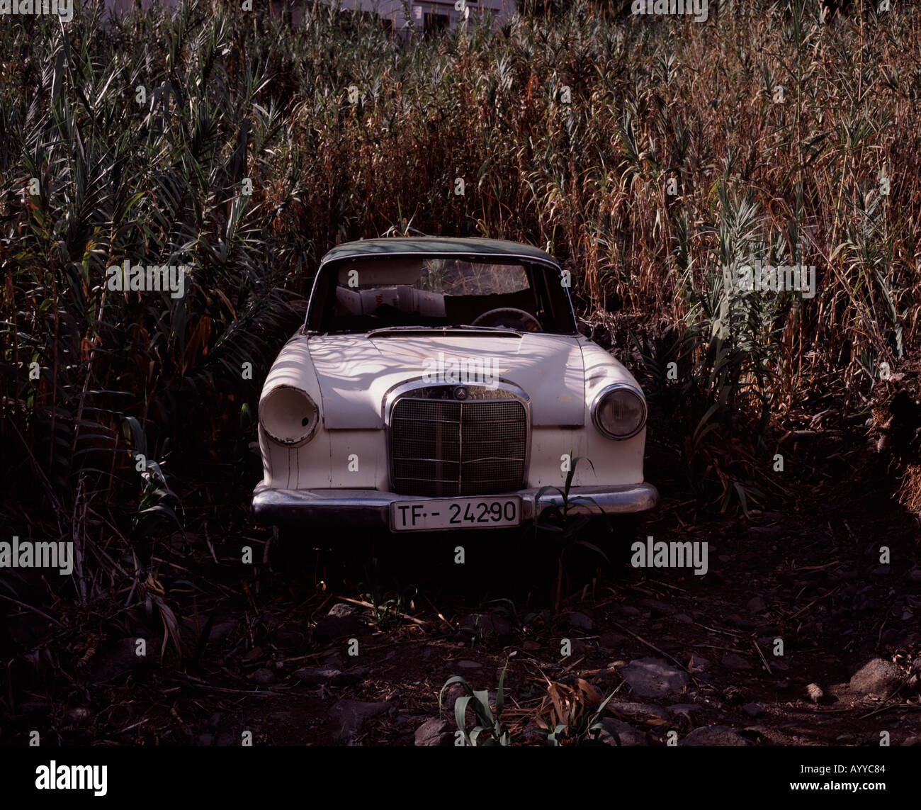 Car in cornfield hi-res stock photography and images - Alamy