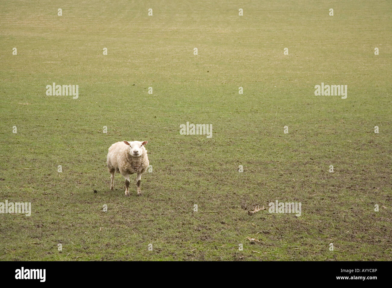 English village field sheep hi-res stock photography and images - Alamy