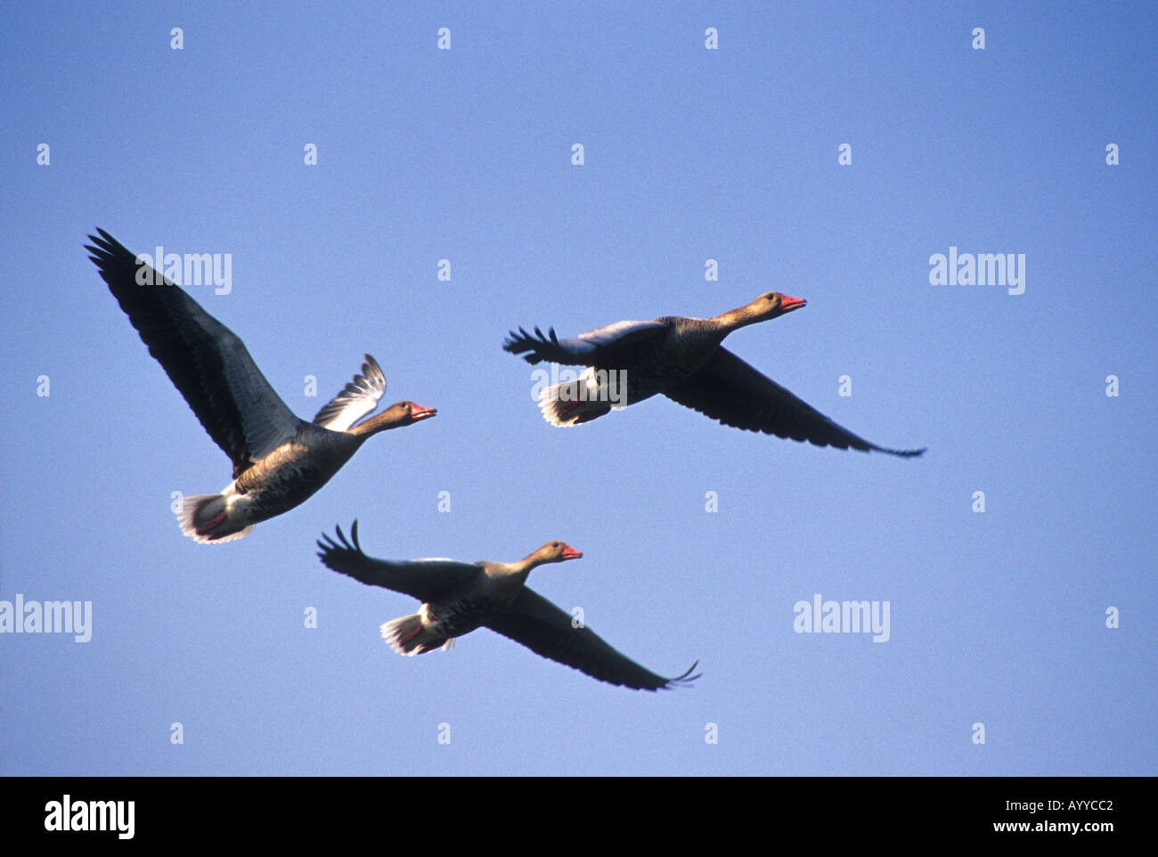 V formation flying bird hi-res stock photography and images - Alamy