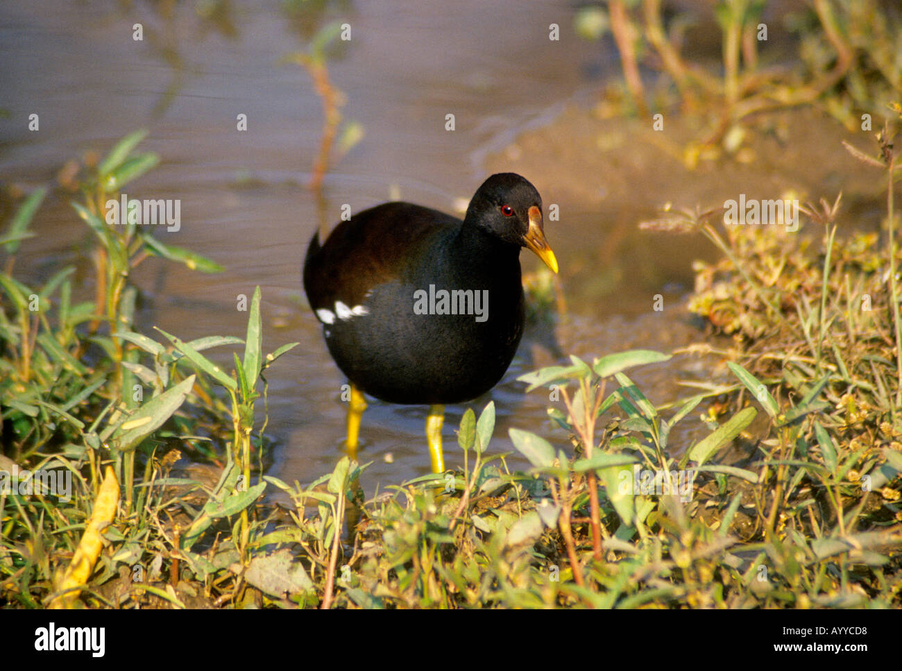 Indian moorhen hi-res stock photography and images - Alamy