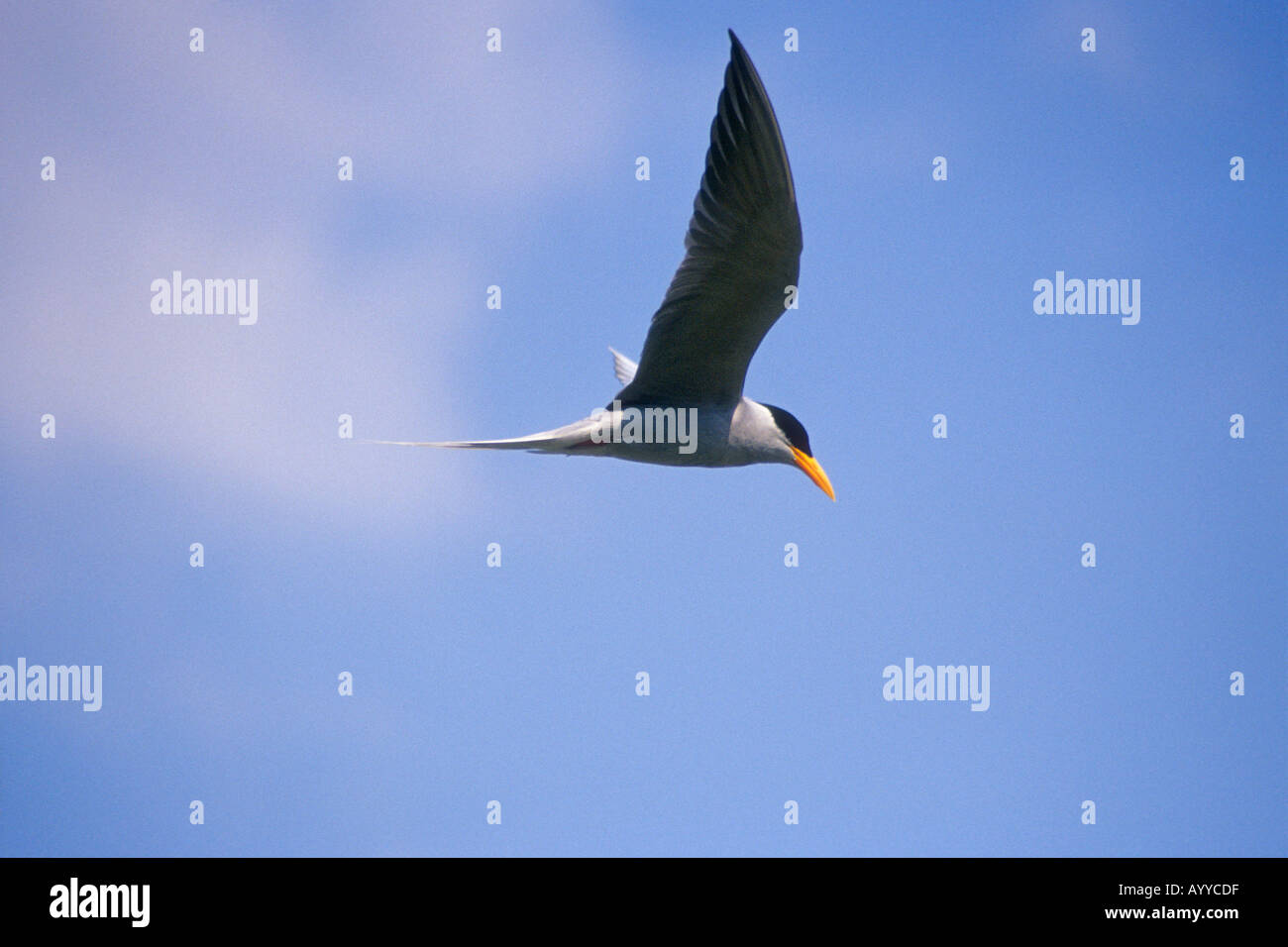 Indian river tern hi-res stock photography and images - Alamy
