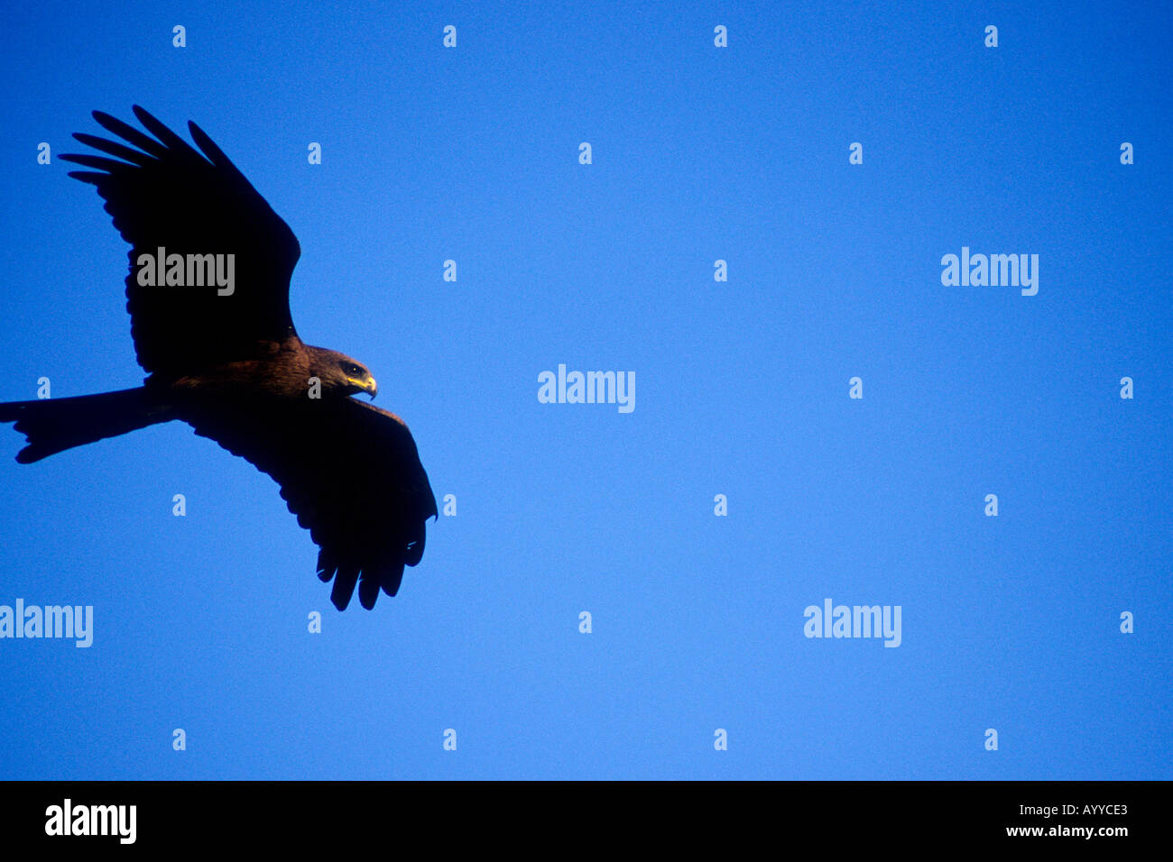 PARIAH KITE FLYING Stock Photo - Alamy