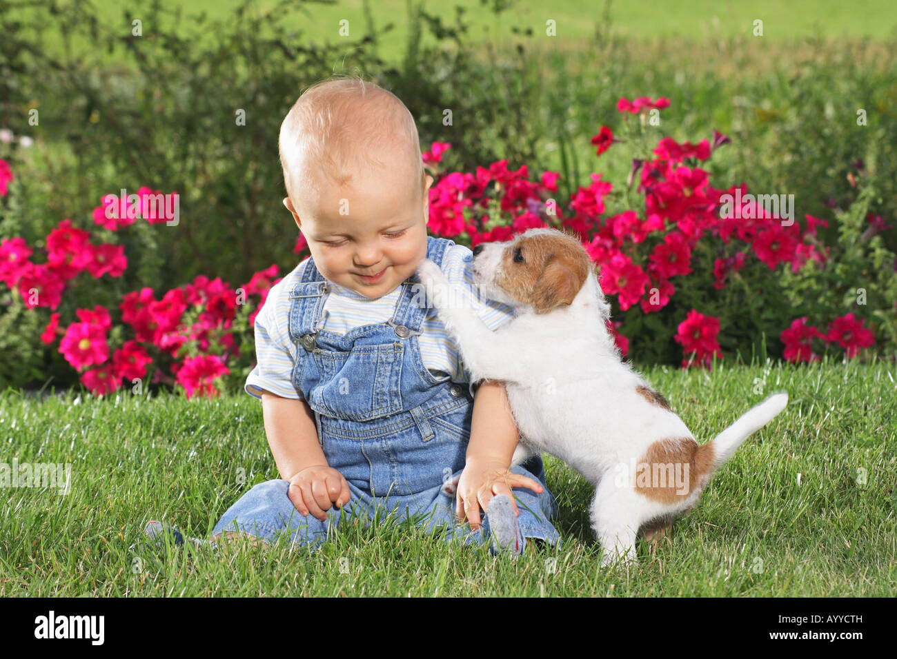Child jack russell terrier puppies hi-res stock photography and images ...