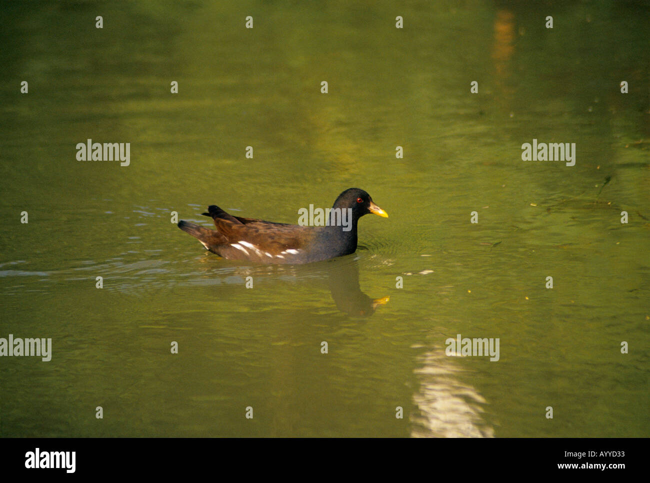 Indian moorhen hi-res stock photography and images - Alamy