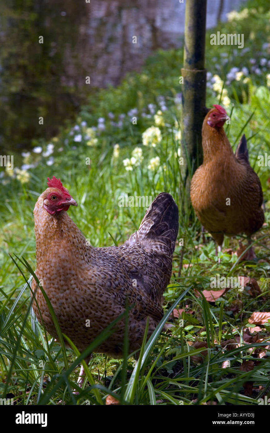 Chickens female bird animals hi-res stock photography and images - Alamy