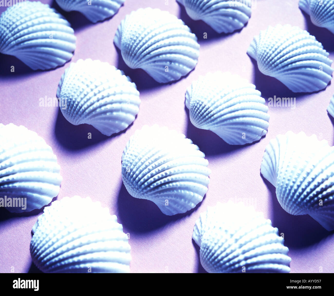 Clean bleached white sea shells on organised in a neat row line pattern ...