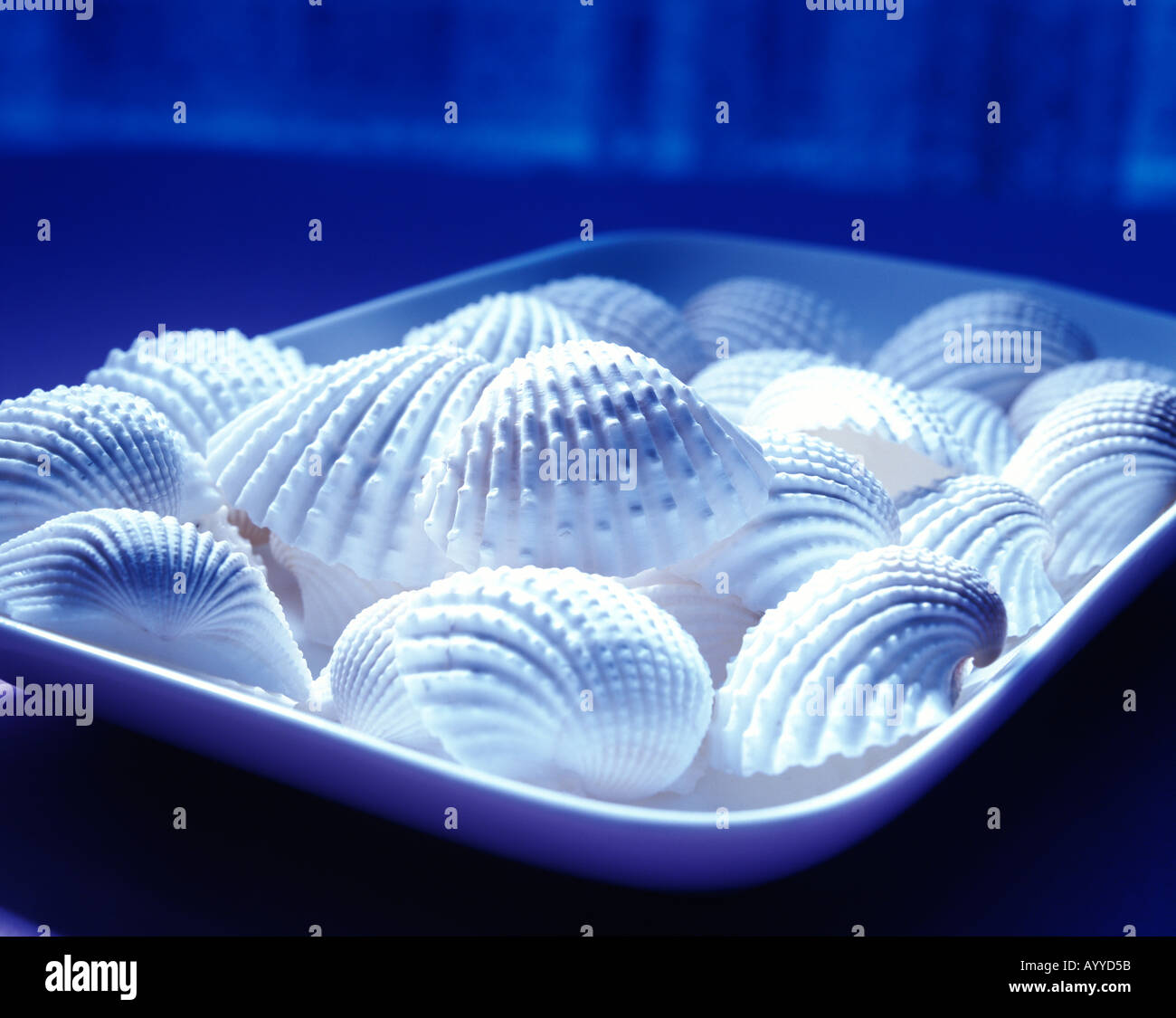 Clean bleached white sea shells on a rectangular white plate with blue ...
