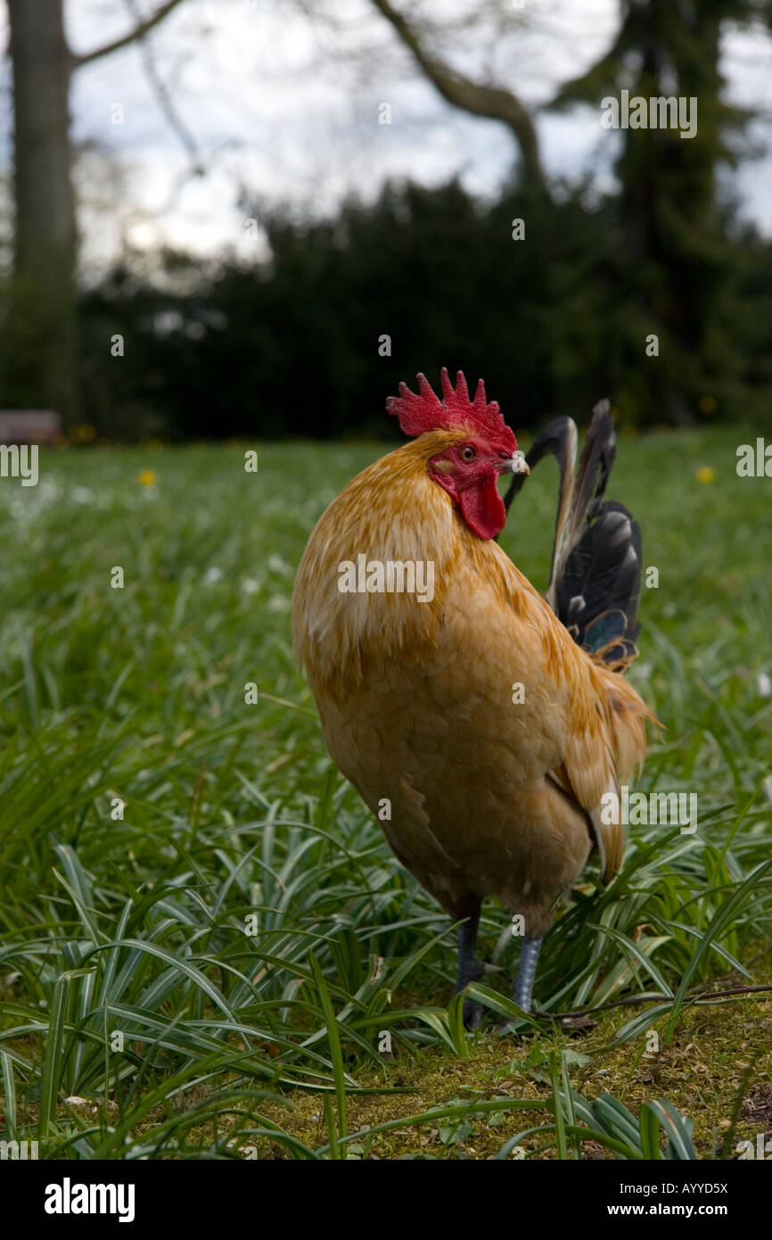 Rooster roosters hi-res stock photography and images - Alamy