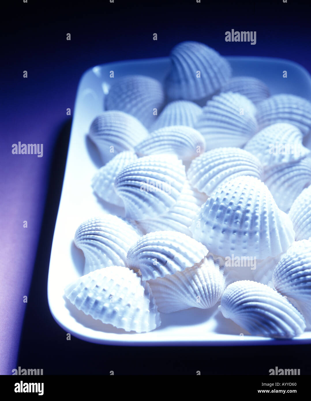 Clean bleached white sea shells on a rectangular white plate with blue ...