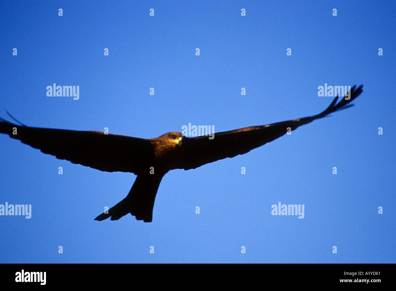 Pariah kite hi-res stock photography and images - Alamy