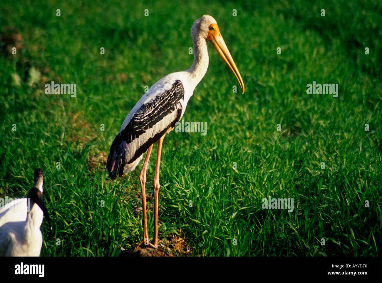 Painted stork portrait hi-res stock photography and images - Alamy