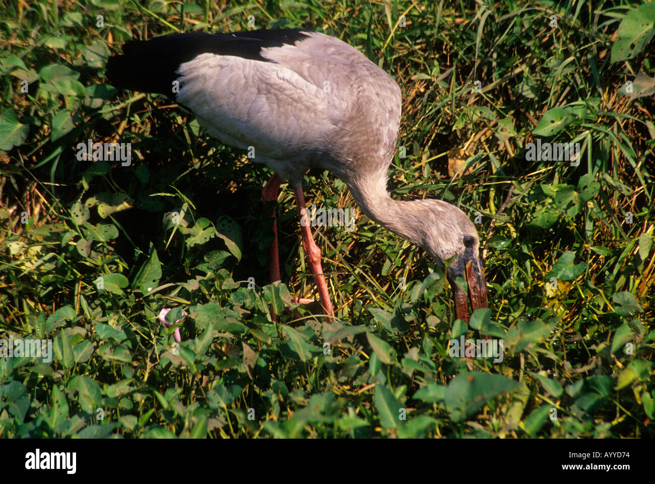 OPEN BILLED STORK FEEDING Stock Photo - Alamy