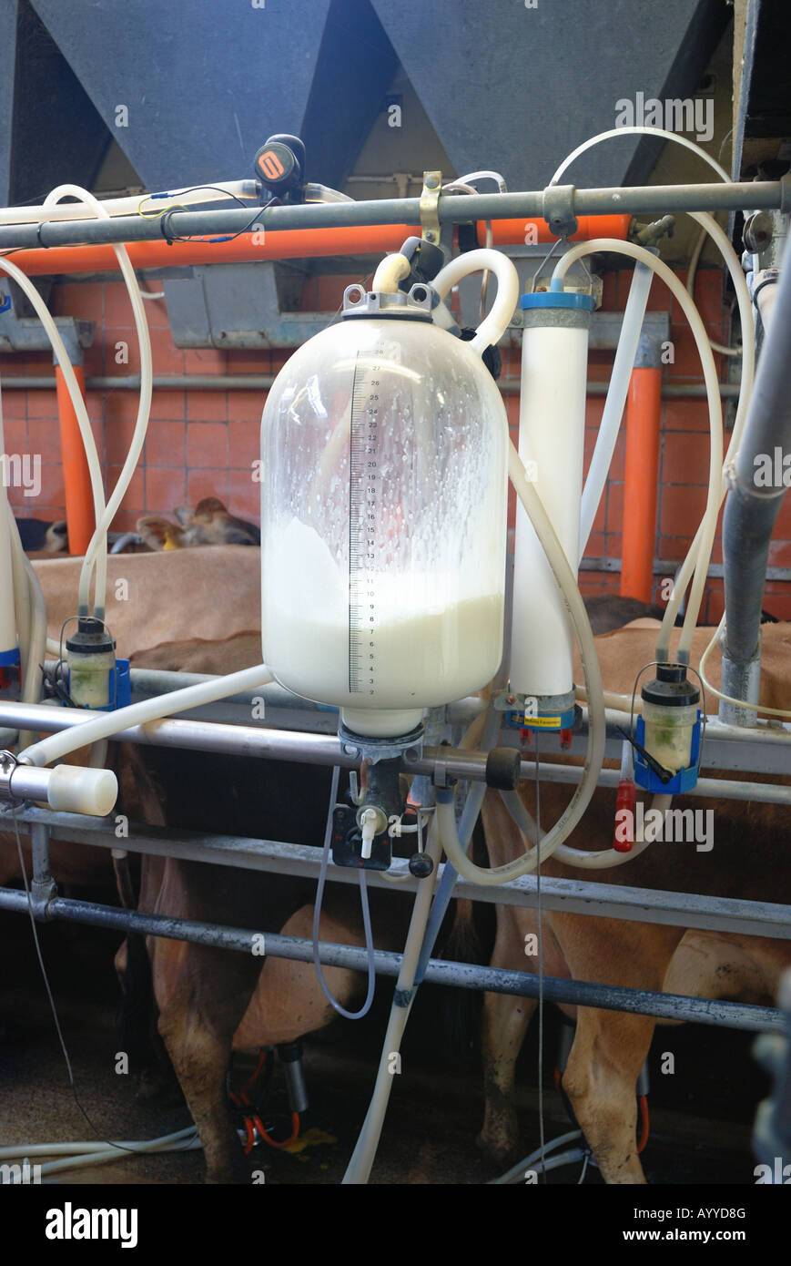 Milking cows on farm Stock Photo - Alamy