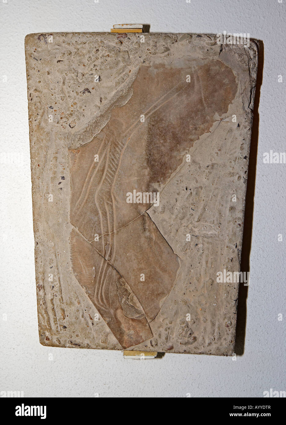 Neolithic Carving at the Jamahiriya Museum, Tripoli, Libya, North ...