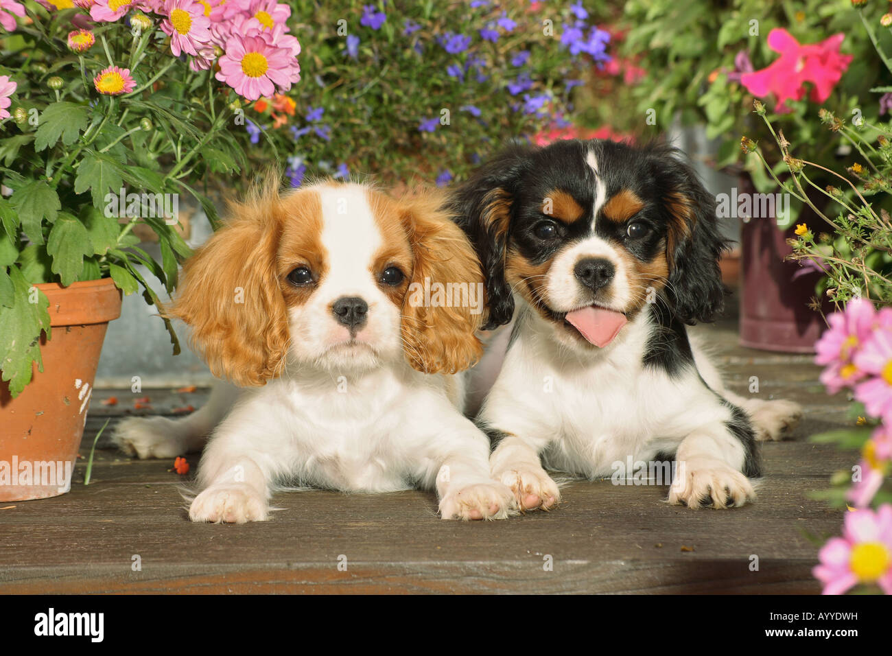 Pets flower pots and dog hi-res stock photography and images - Alamy
