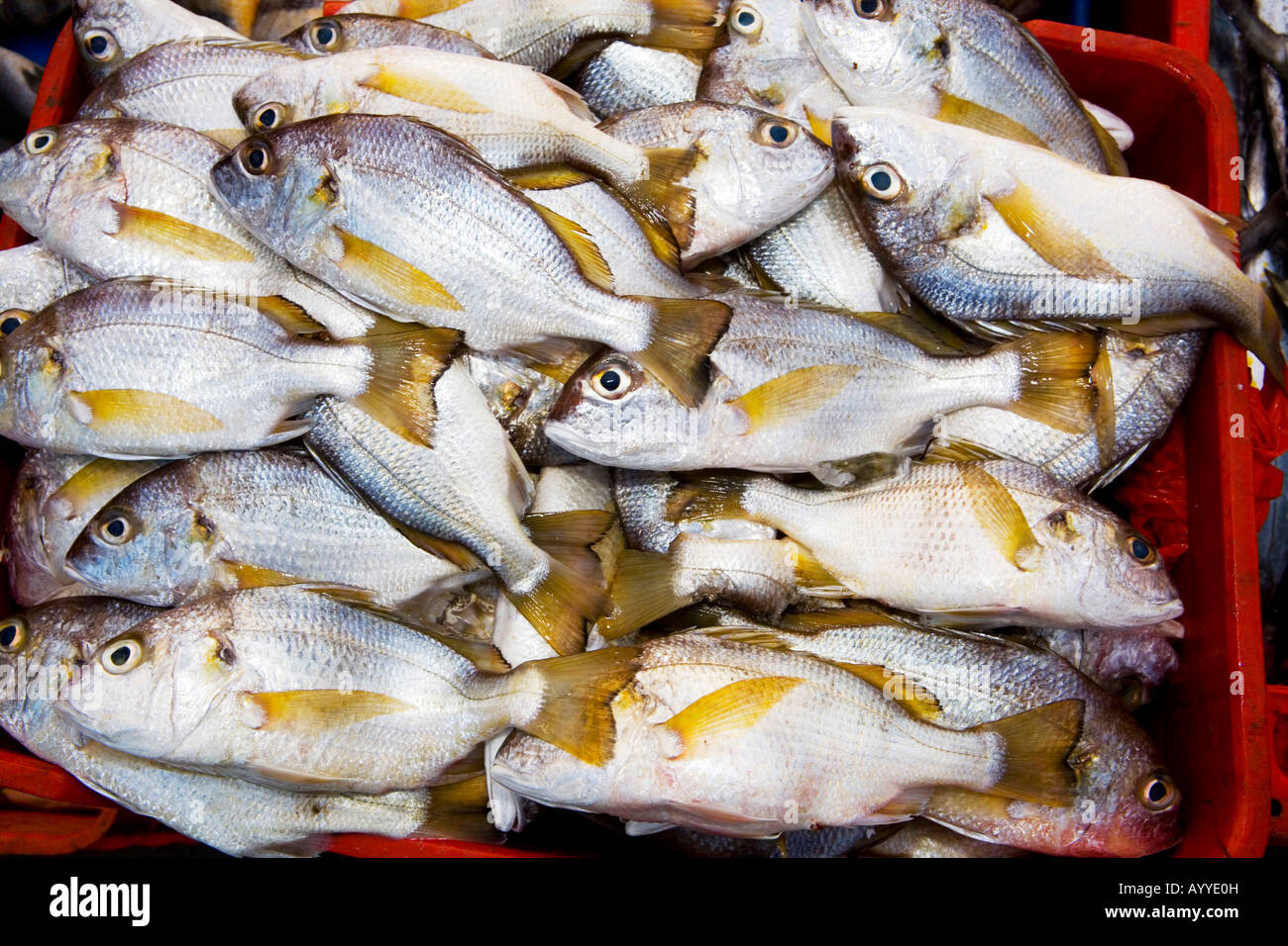 Fish Fish Market Panama City Panama Stock Photo - Alamy