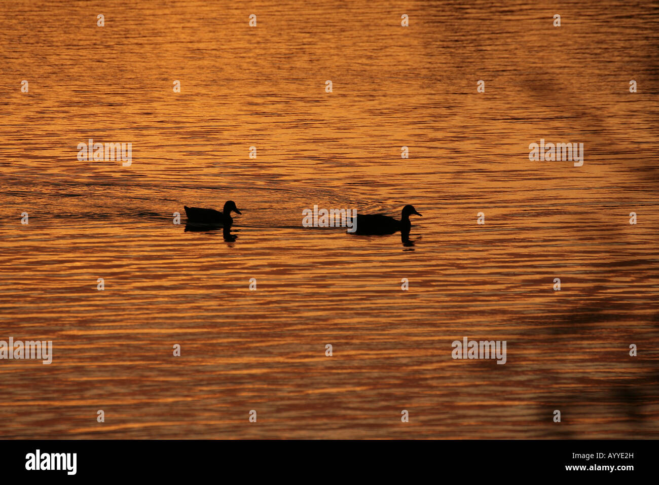 Mallard ducks on a lake at sunset Stock Photo - Alamy