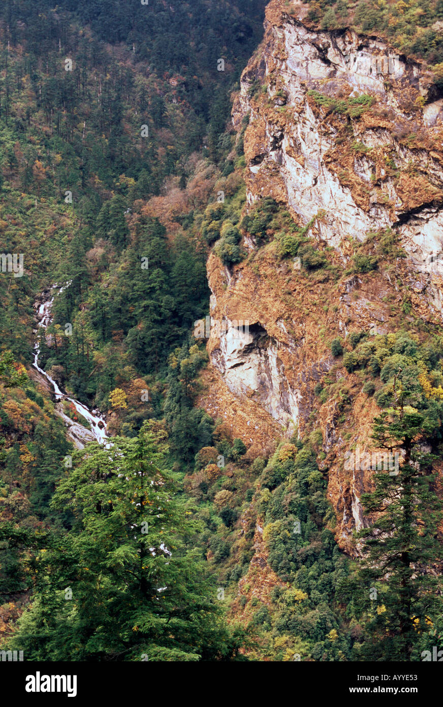 Lush green trees in a forest north Nepal valley at the feet of the ...