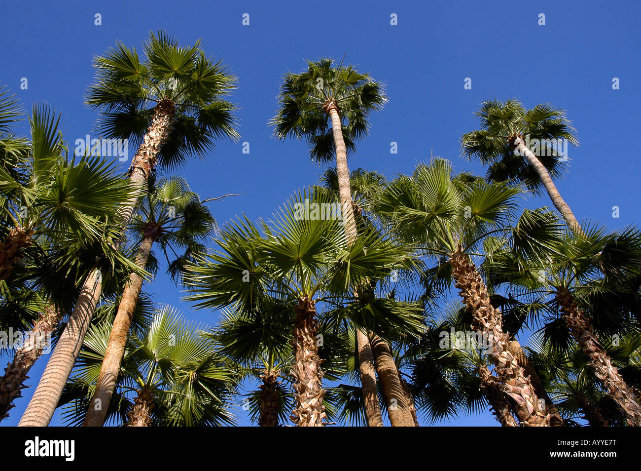 Arizona Palm Trees Images at Megan Gerow blog