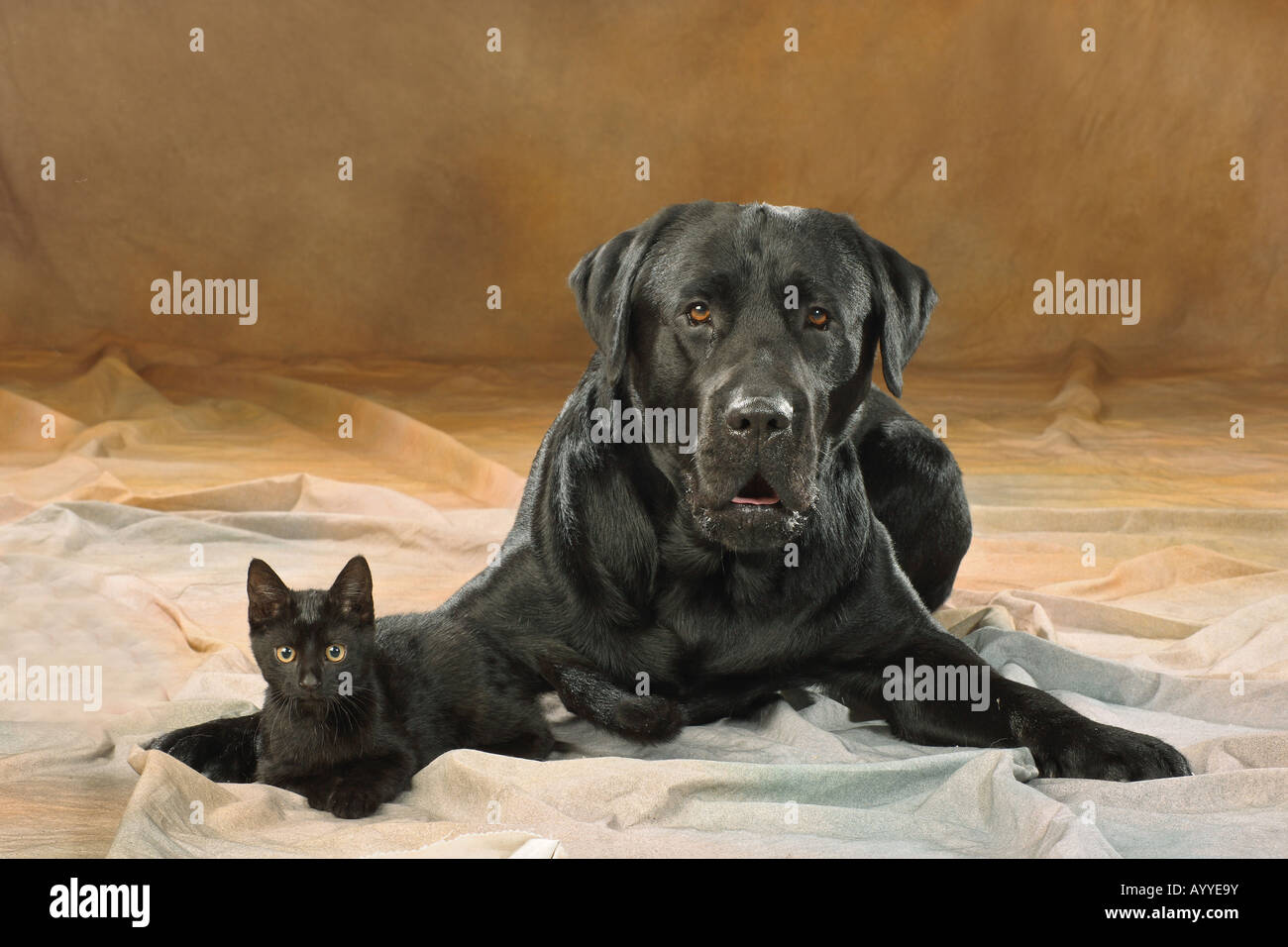 Labrador Retriever and kitten Stock Photo - Alamy