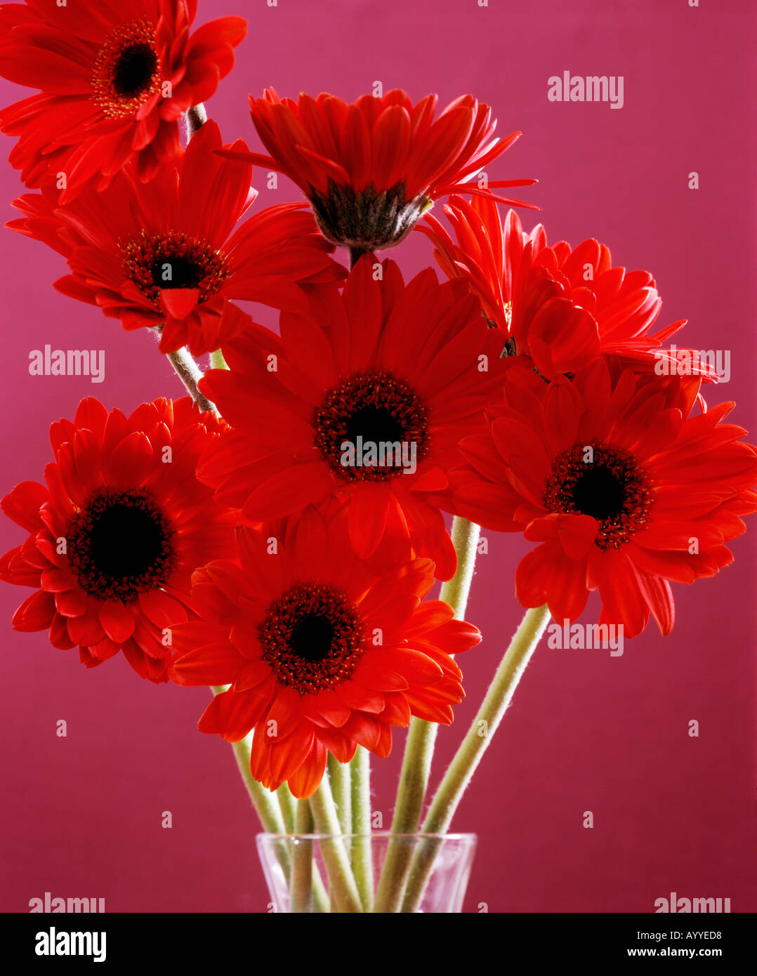 Buket in a vase of large bright red Gerber flowers on deep red ...