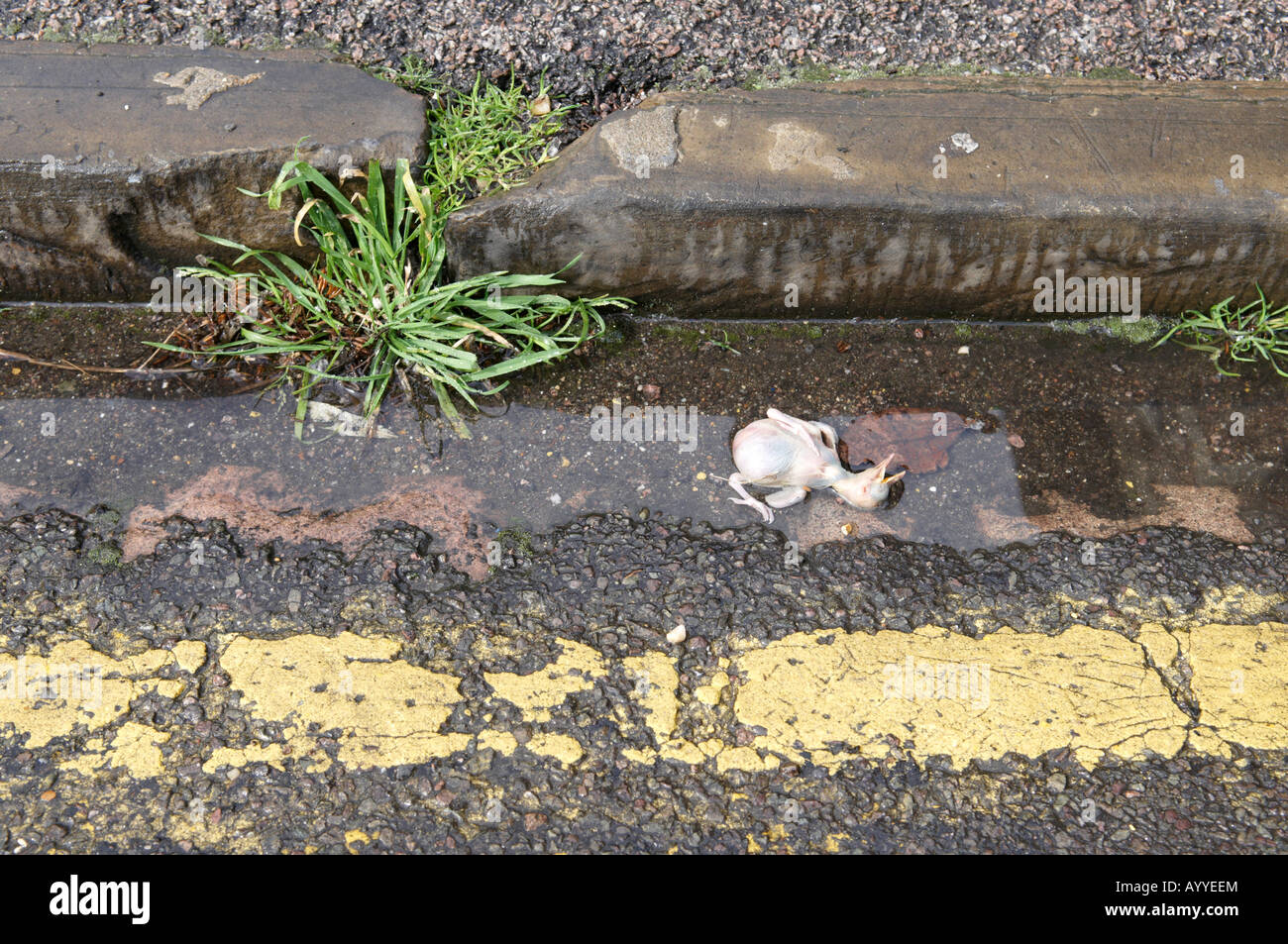 Drowned road hi-res stock photography and images - Alamy