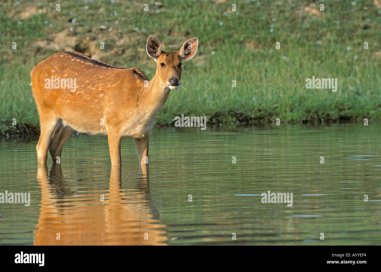 Barasingha cervus duvaucelii hi-res stock photography and images - Alamy