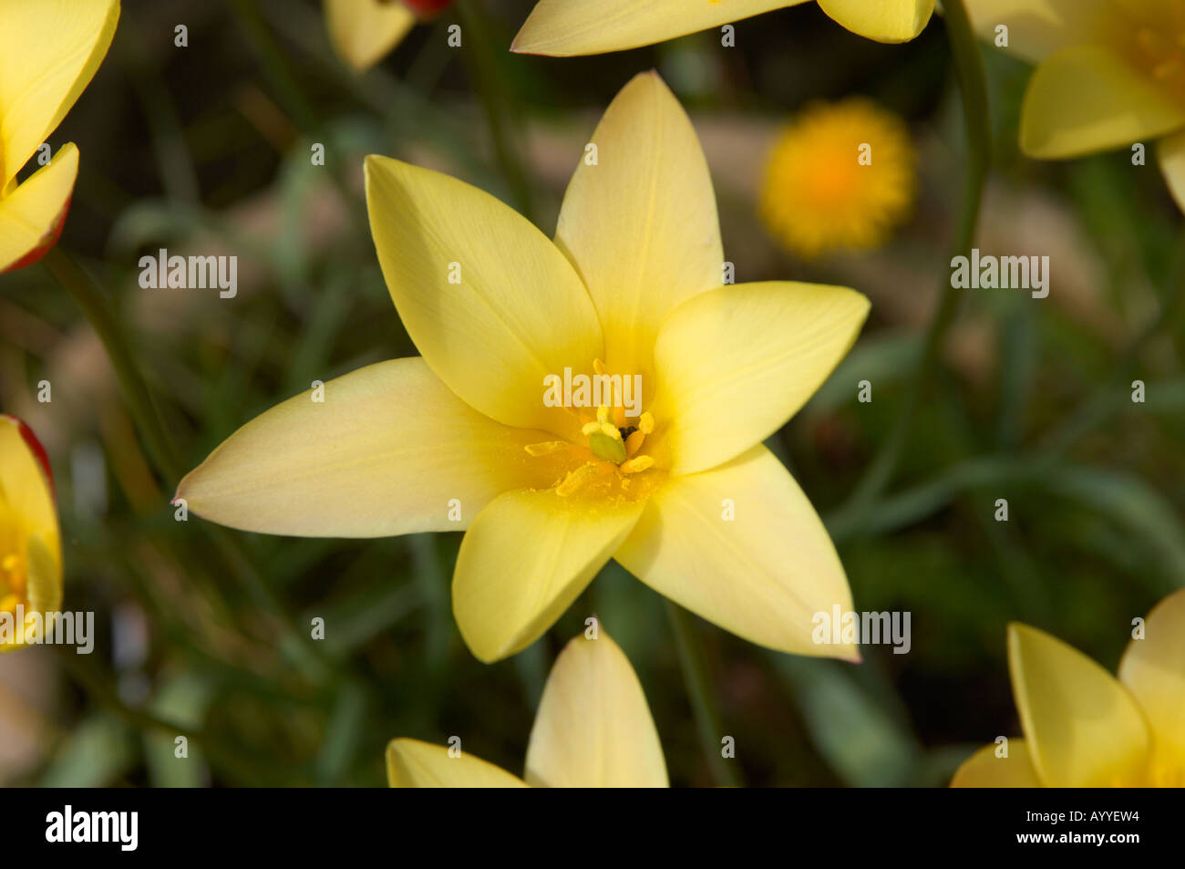 Tulip tinka hi-res stock photography and images - Alamy