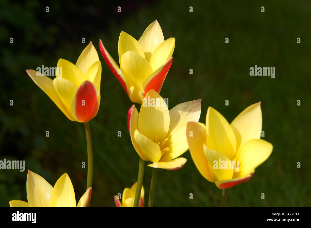 Tinka where hi-res stock photography and images - Alamy