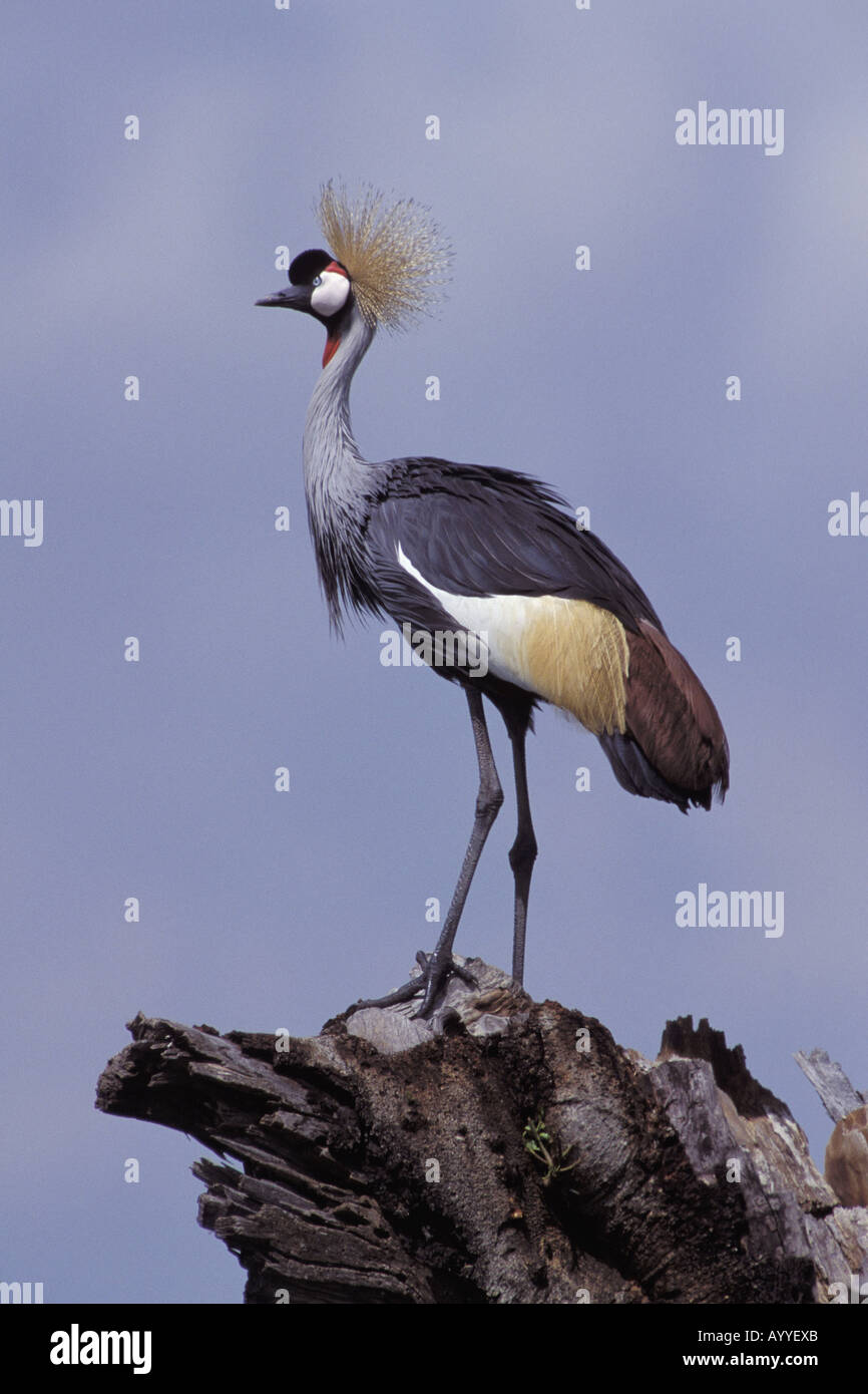 South African crowned crane (Balearica regulorum), standing on a stump ...