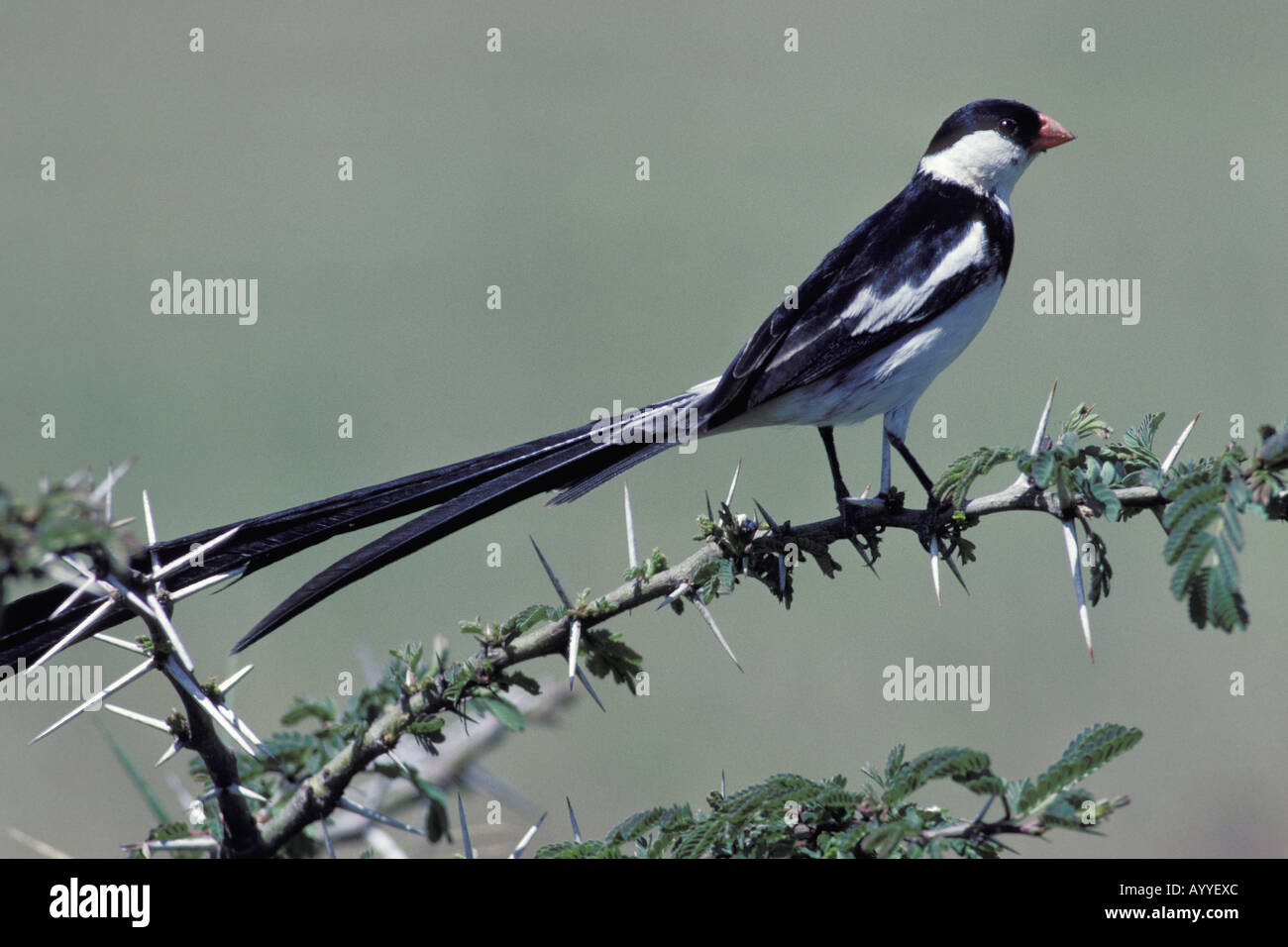 pin-tailed whydah (Vidua macroura), sitting on a twig, Kenya, Masai ...