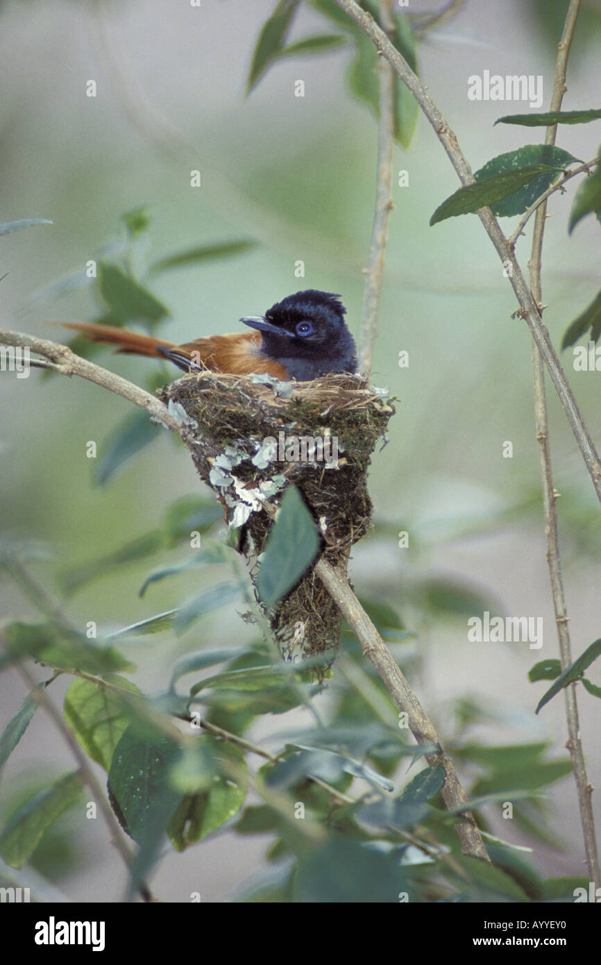 African paradise flycatchers hi-res stock photography and images - Alamy