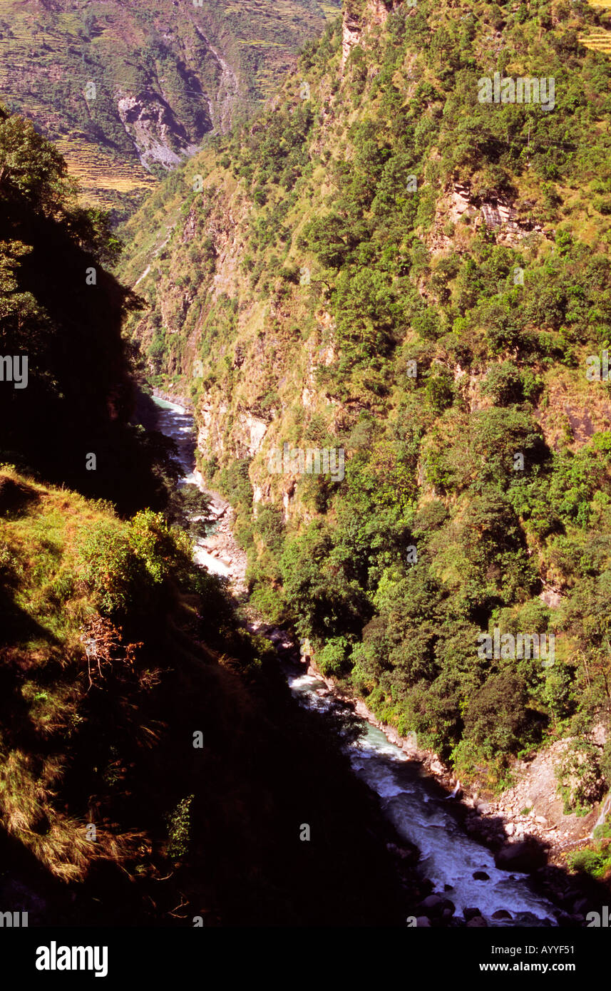 Lush green trees in a forest north Nepal valley at the feet of the ...