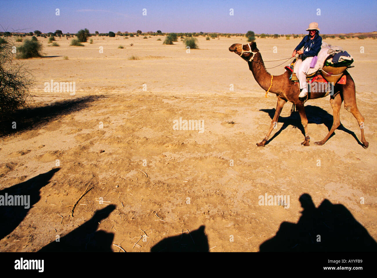One Caucasian young female on a camel in the desert running with a ...