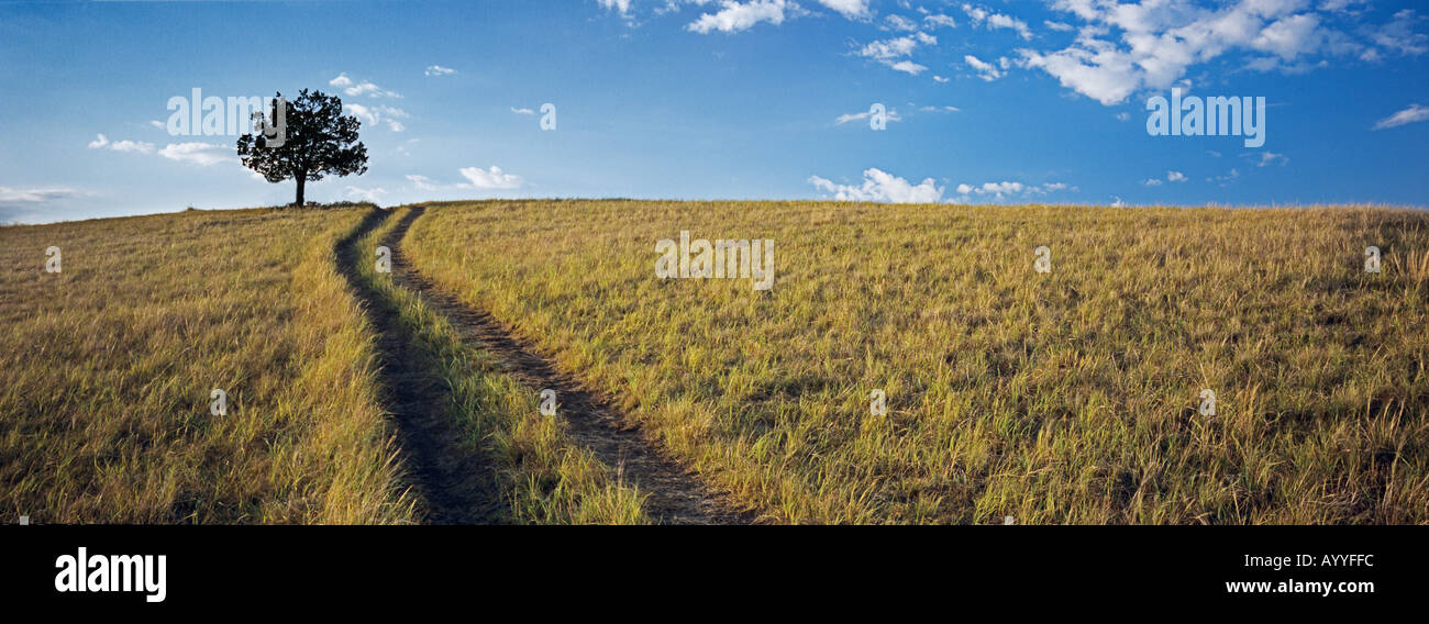 Lone tree on horizon seems to be destination of dirt path worn into ...