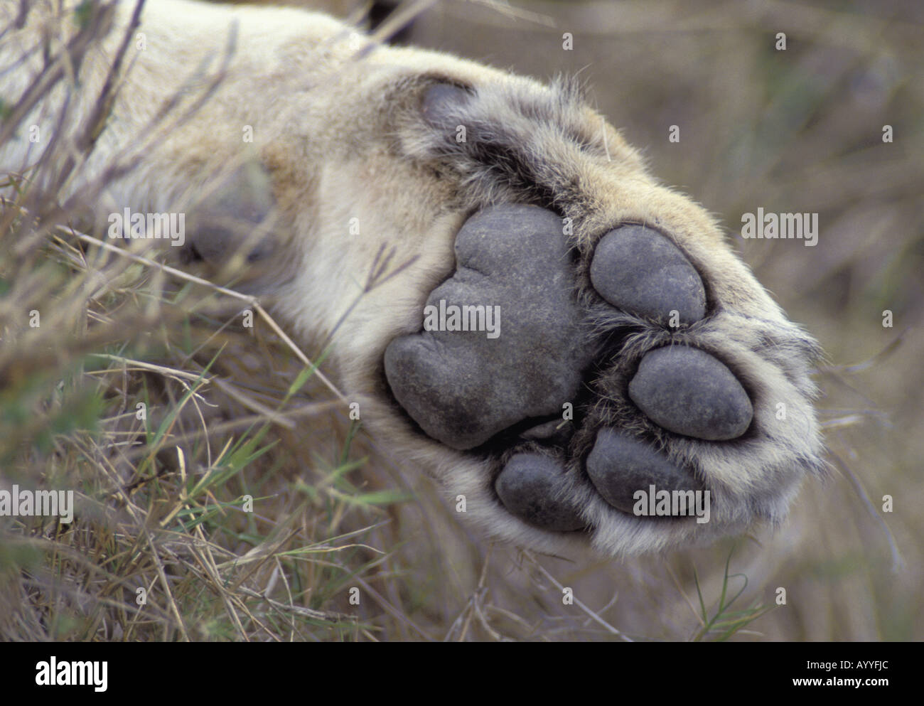 Forepaw hi-res stock photography and images - Alamy